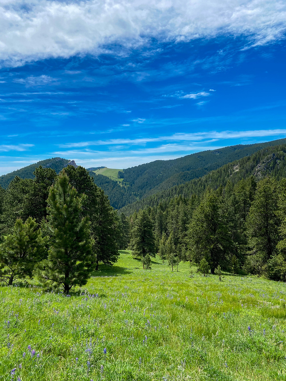 Wyoming | Sheridan | Bighorn National Forest