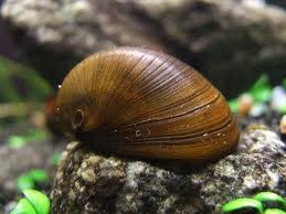 Neritina Petiti | deskalaar_1