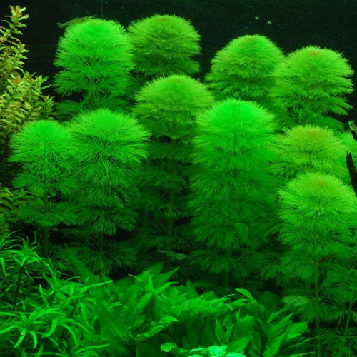 Limnophila Sessiflora | deskalaar_1