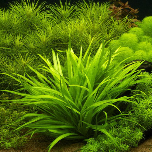 Helanthium Bolivianum | deskalaar_1