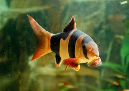 Chromobotia Macracanthus | deskalaar_1