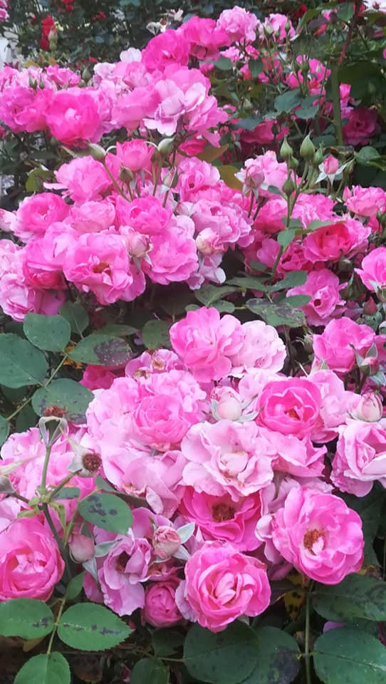 Sisterhood of the Rose gathering in Slovakia