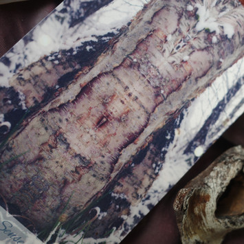 Oracle Cards | Tree Whisper Oracle