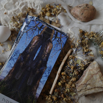 Oracle Cards | Tree Whisper Oracle