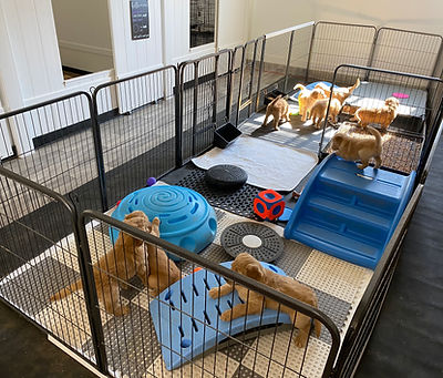 Puppy Curriculum | CVCC