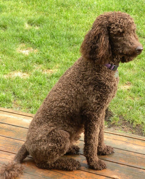 Puppy MommiesPhantom | Puppy Parents | Golden Puppies