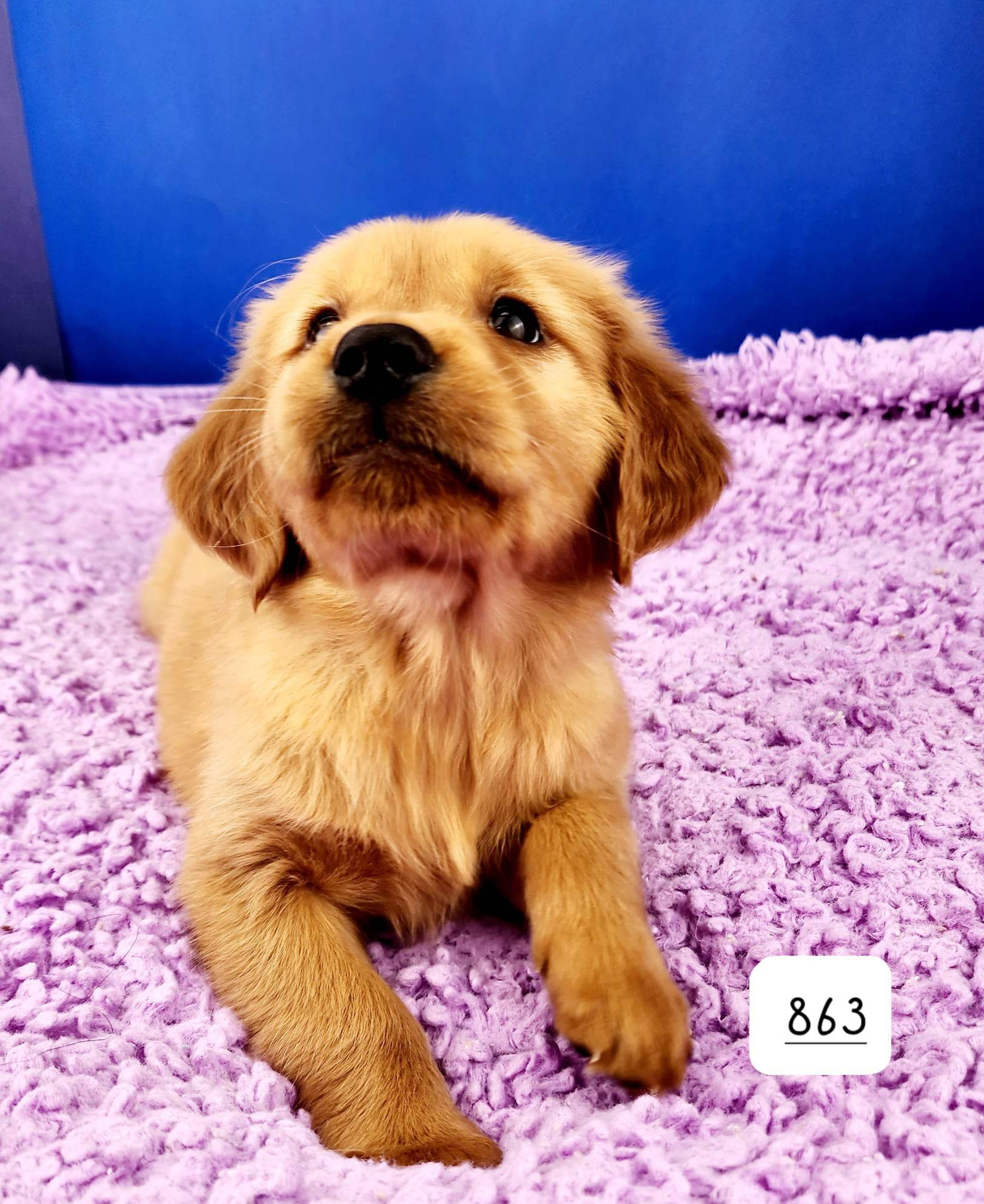 Golden Retriever & Goldendoodle Puppies | North Dakota