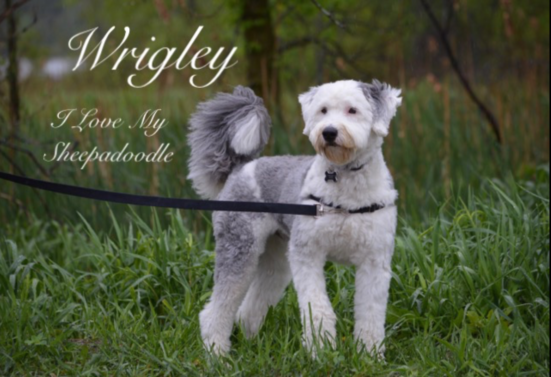 Wrigley (Stud) | Loyal Sheepadoodles