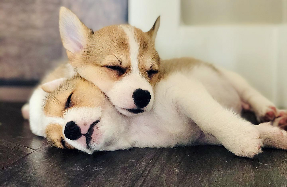 Lucky Pups Guide to Prepare for your new Corgi Puppy