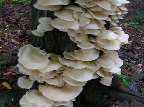 Phoenix Oyster Mushroom Plug Spawn | Mushroom Man