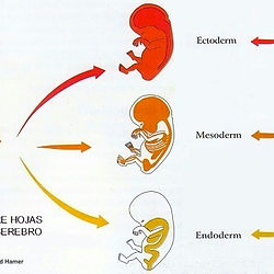 CAPAS EMBRIONARIAS | cienciasdelasalud
