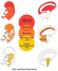 CAPAS EMBRIONARIAS | cienciasdelasalud
