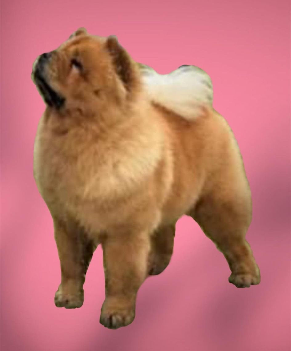 OUR CHOWS | chowchow