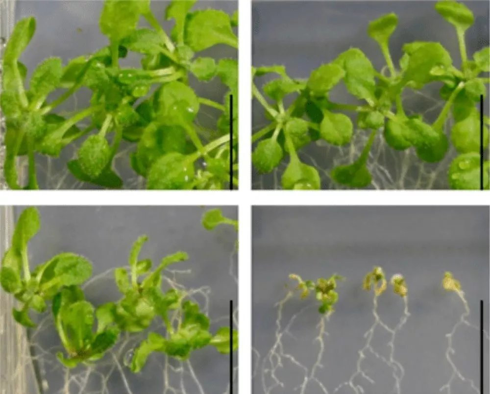 Arabidopsis thaliana, la planta que comienza a crecer a bordo de nave ...