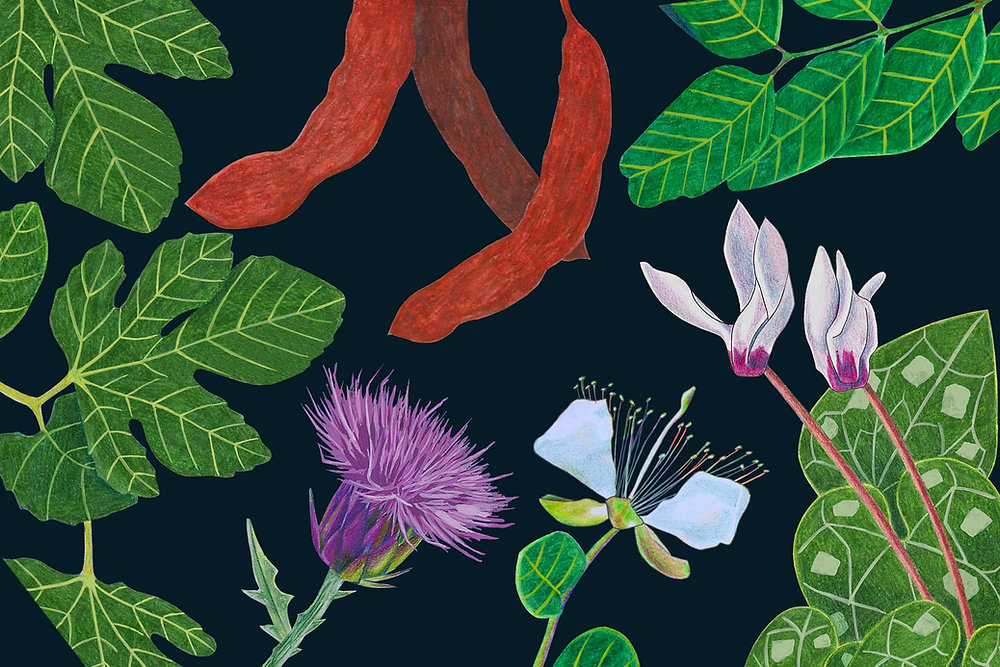 Celebrating Israel's Wildflowers