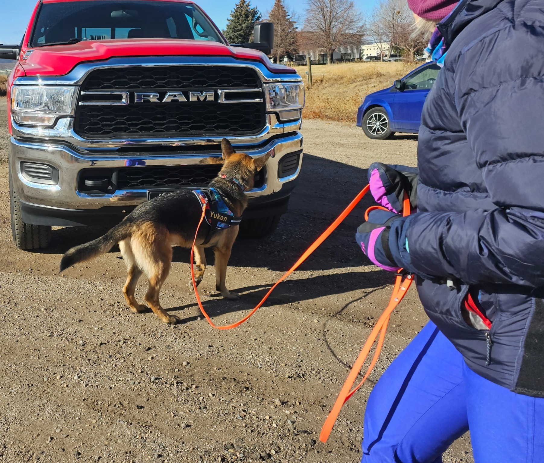 Nose Work Handling Skills | Everything Dog