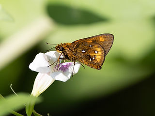 Family Hesperiidae| Semuliki Butterflies | semulikibutterflies