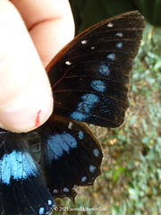 Genus Charaxes | Semuliki National Park | semulikibutterflies