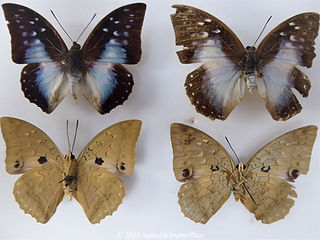 Genus Charaxes | Semuliki National Park | semulikibutterflies