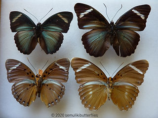 Genus Euphaedra | Semuliki National Park | semulikibutterflies