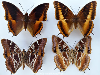 Genus Charaxes | Semuliki National Park | semulikibutterflies