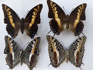 Genus Charaxes | Semuliki National Park | semulikibutterflies