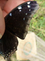 Genus Charaxes | Semuliki National Park | semulikibutterflies