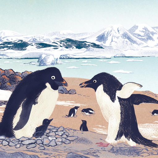 Fauna | Nano Fevrier