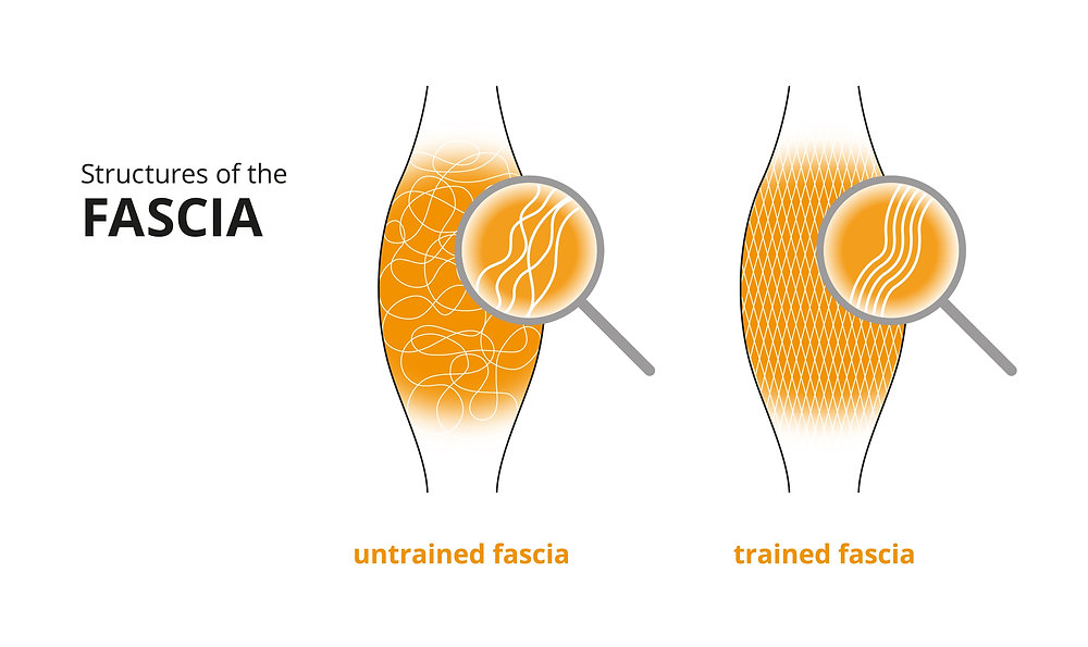 The Fascial system.