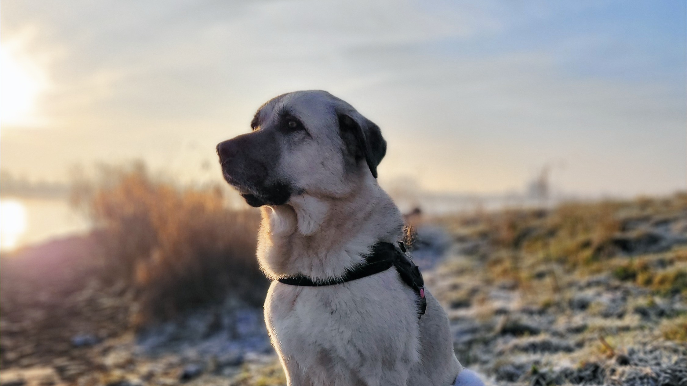 Holistic Dog Healing | Natural Healing Solutions for Dogs