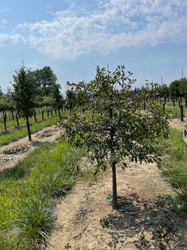 MALUS 'PINK PRINCESS' CRAB (ROSE PINK) | Browns Nursery