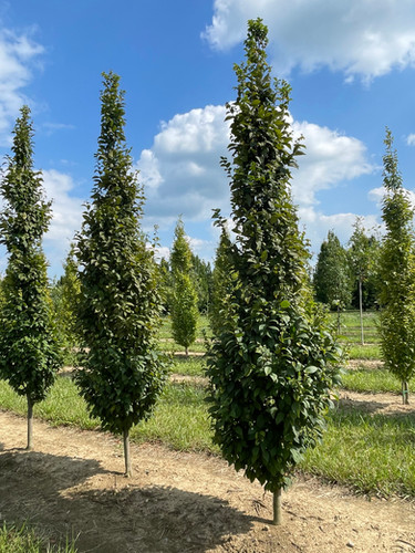 CARPINUS betulus 'LUCAS' HORNBEAM | OH