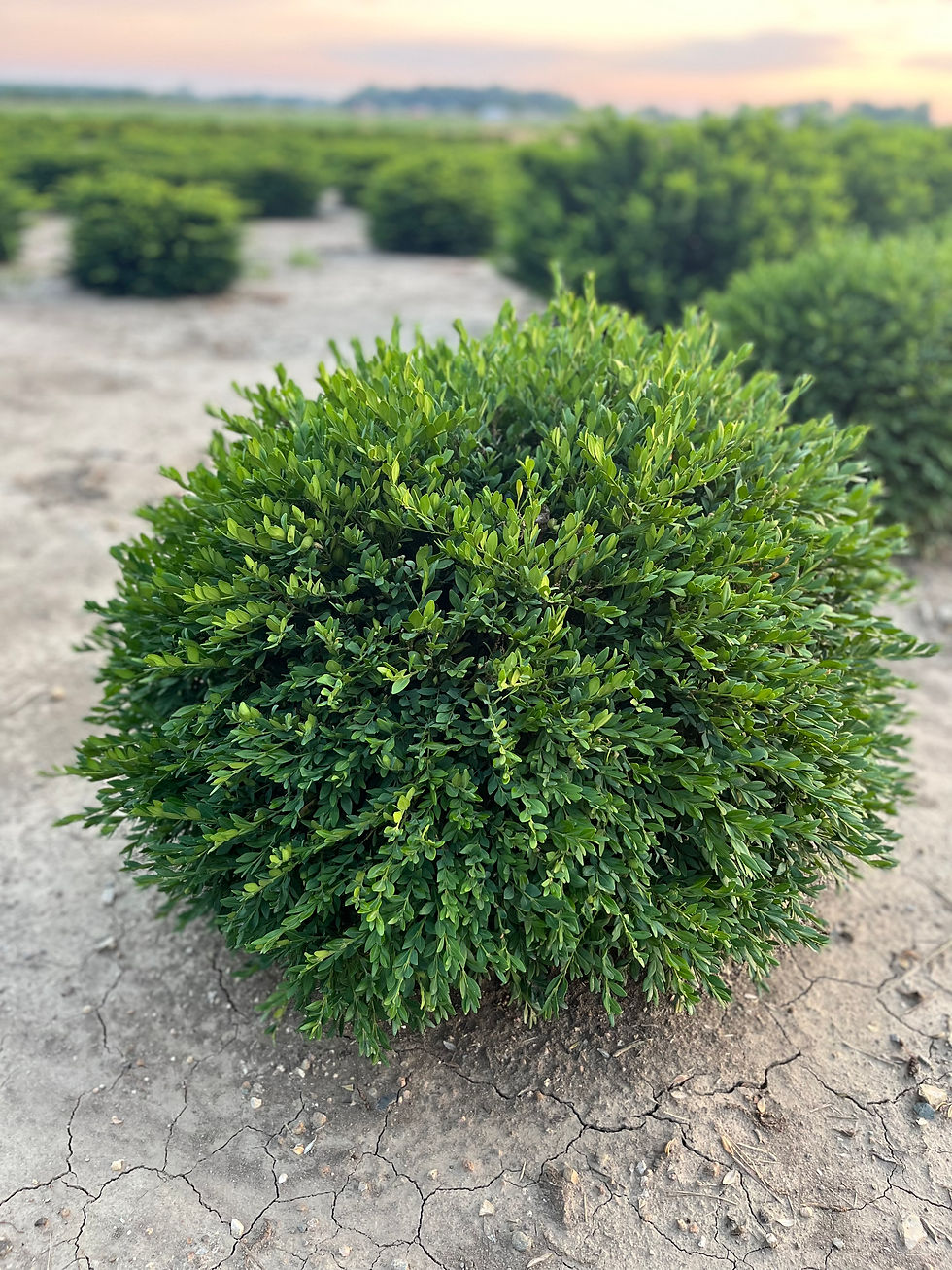 BUXUS x 'GREEN GEM' BOXWOOD | Browns Nursery