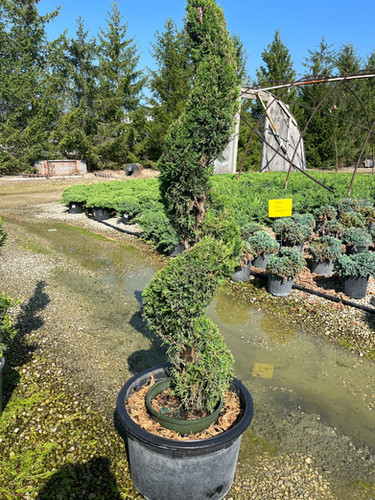 JUNIPERUS c. 'SPARTAN' SPIRAL JUNIPER | OH