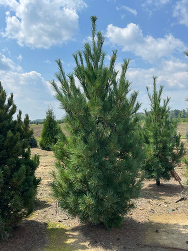 Pinus strobus 'Fastigiata' Columnar White Pine | OH