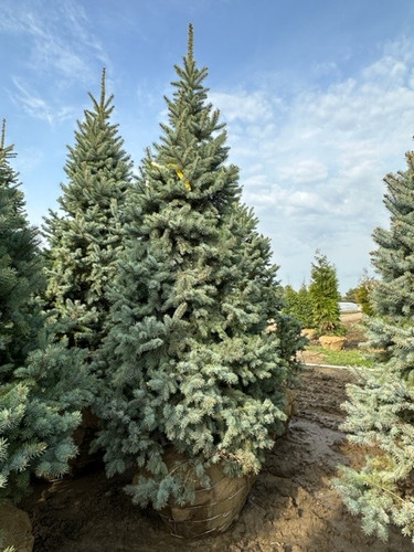 PICEA pungens 'BAKERI' Baker Blue Spruce | OH