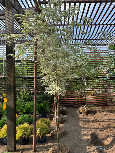 CORNUS kousa 'SUMMER FUN' DOGWOOD | OH