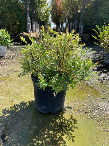 SALIX integra 'FLAMINGO' WILLOW | OH