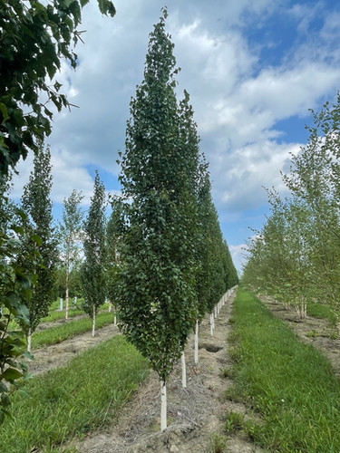 BETULA platyphylla 'JEFPARK' PARKLAND PILLAR BIRCH | Browns Nursery