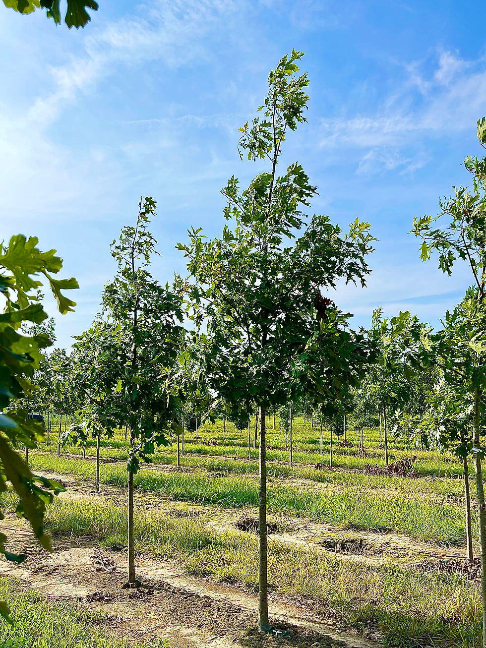 QUERCUS rubra RED OAK | Browns Nursery
