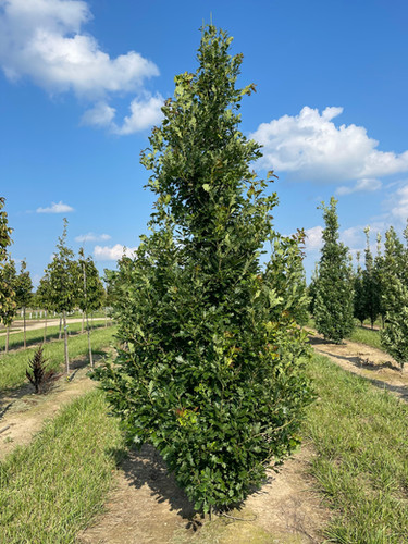 QUERCUS robur x alba 'JFS-KW1QX' STREETSPIRE OAK | OH