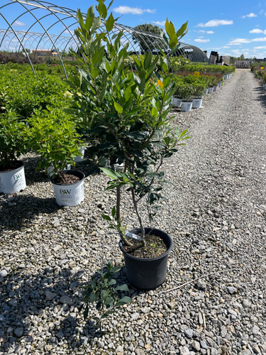 ILEX verticillata 'WINTER RED' WINTERBERRY HOLLY (FEMALE) | OH
