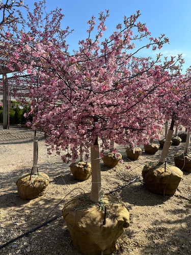 MALUS 'PINK PRINCESS' CRAB (ROSE PINK) | OH