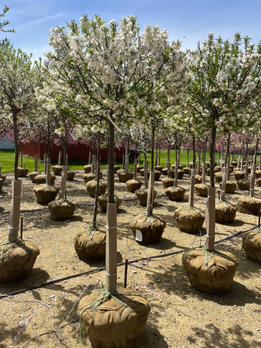 MALUS 'JFS-KW207' SPARKLING SPRITE CRABAPPLE | OH