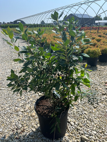 ILEX verticillata 'JIM DANDY' WINTERBERRY HOLLY (MALE) | Browns Nursery
