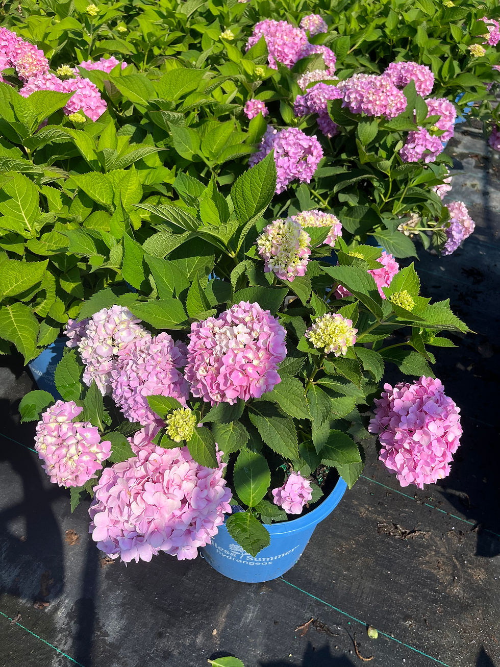 HYDRANGEA m. 'BAILMER' ENDLESS SUMMER HYDRANGEA | Browns Nursery
