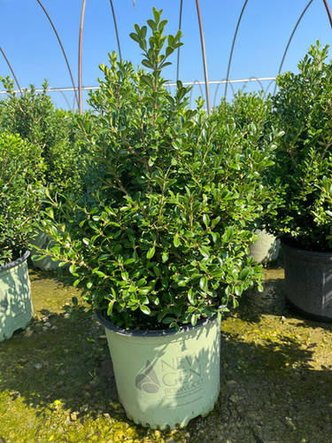 BUXUS microphylla 'SB3108' NEWGEN INDEPENDENCE BOXWOOD | OH