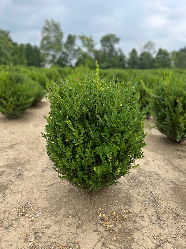 BUXUS x 'GREEN MOUNTAIN' NATURAL UPRIGHT BOXWOOD | OH