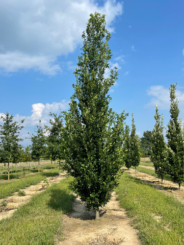 QUERCUS robur 'JFS-KW2QX' SKINNY GENES OAK | OH