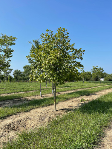 AESCULUS x arnoldiana 'AUTUMN SPLENDOR' HORSECHESTNUT | OH